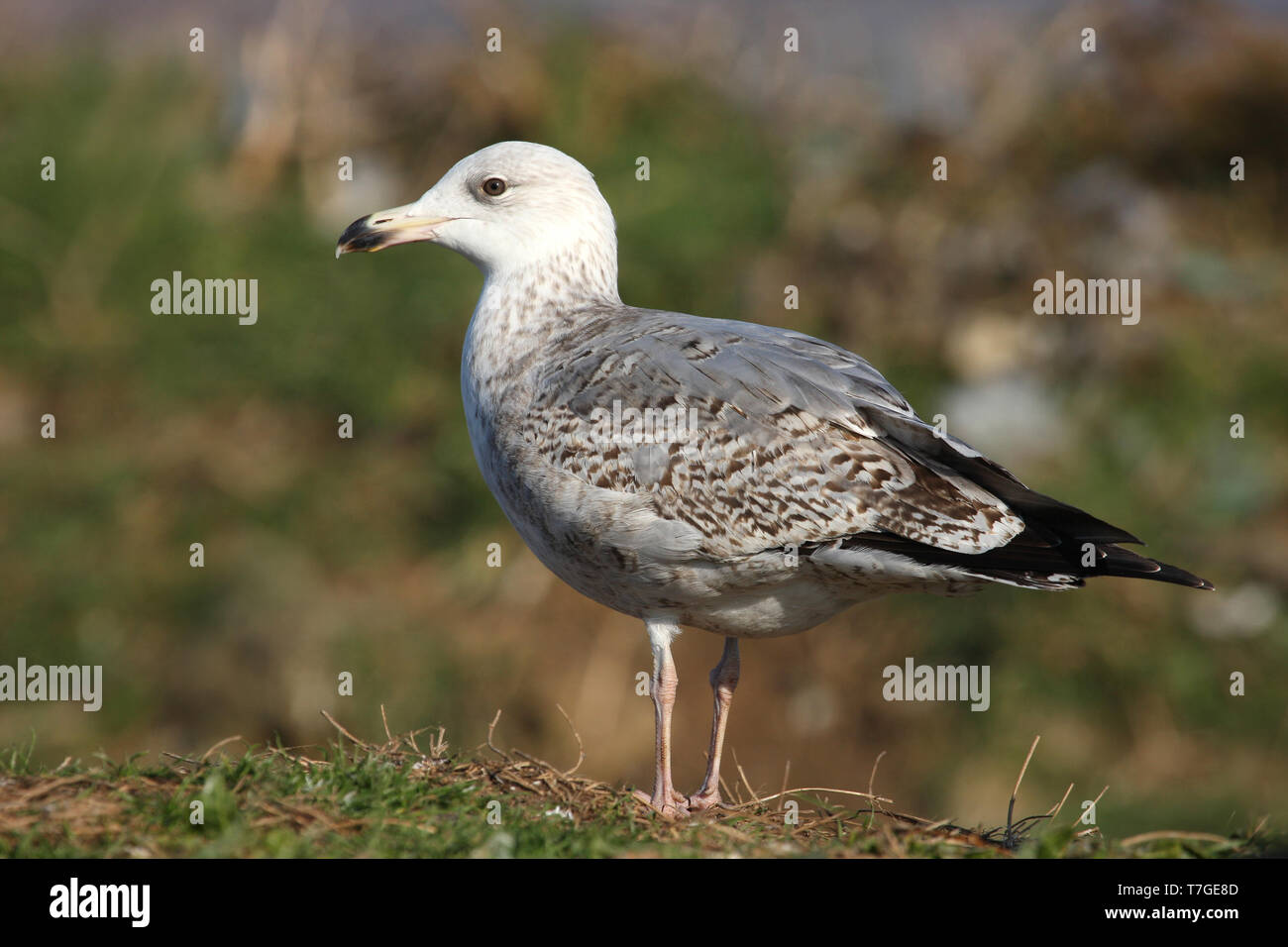 Second-winter European Herring Gull (Larus argentatus) during late ...