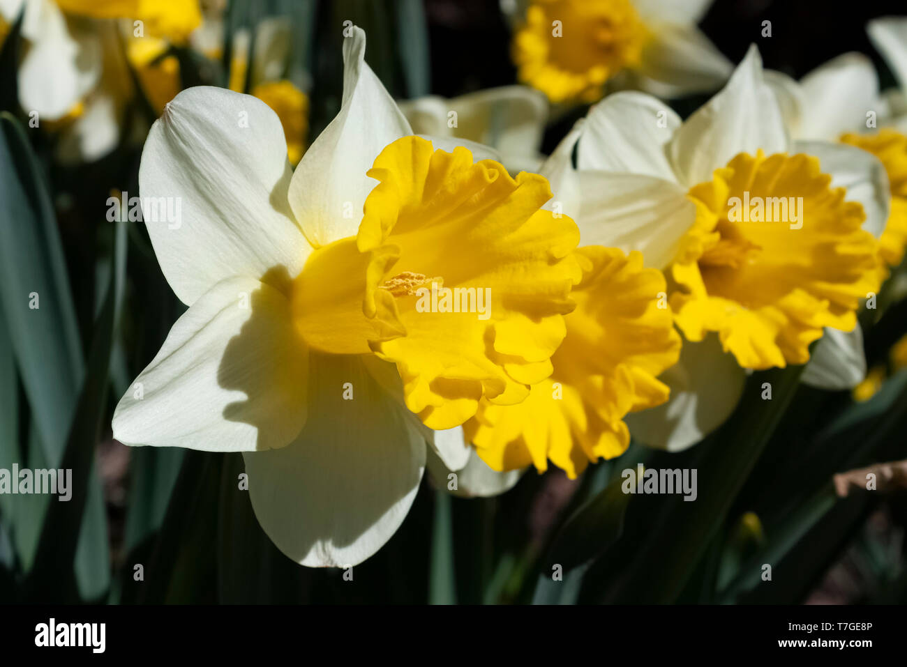 Daffodil goblet hi-res stock photography and images - Alamy