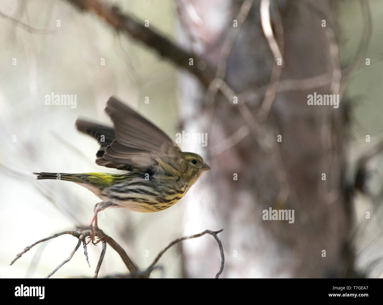 Male European Serin (Serinus serinus) in central Spain. Taking off in ...