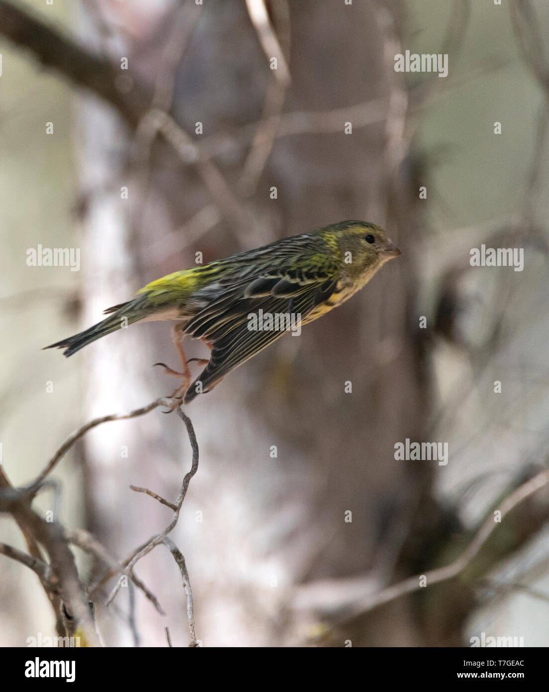Male European Serin (Serinus serinus) taking off from a pine tree ...