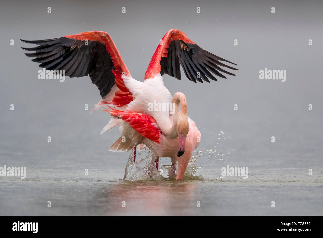 Flamingo mating hi-res stock photography and images - Alamy