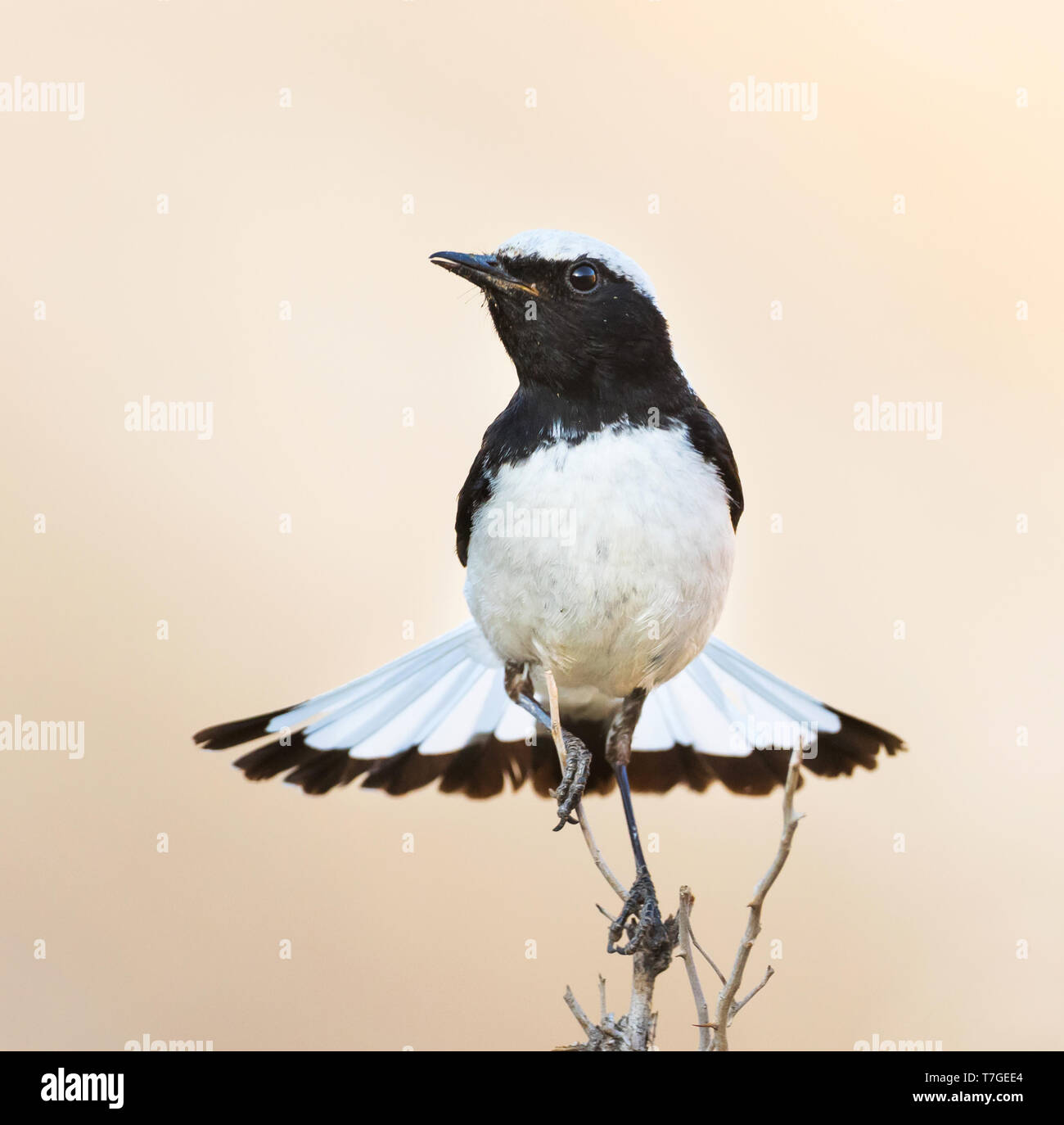 Adult male Finsch's Wheatear in Tajikistan with spread tail, frontal ...
