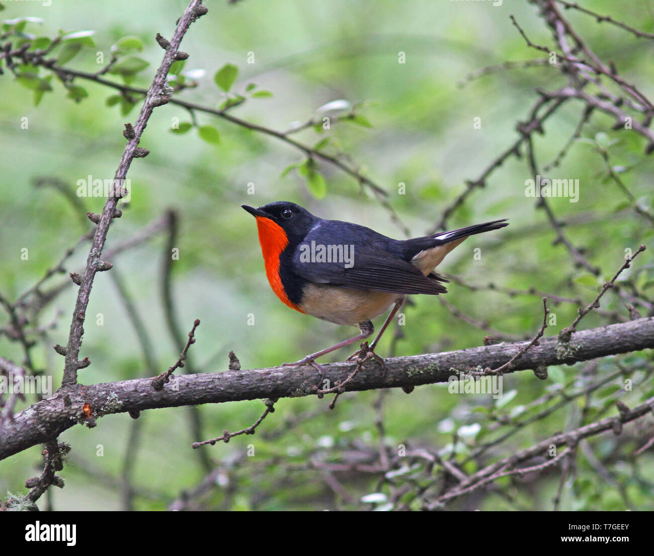 Firethroat (Luscinia pectardens Stock Photo - Alamy