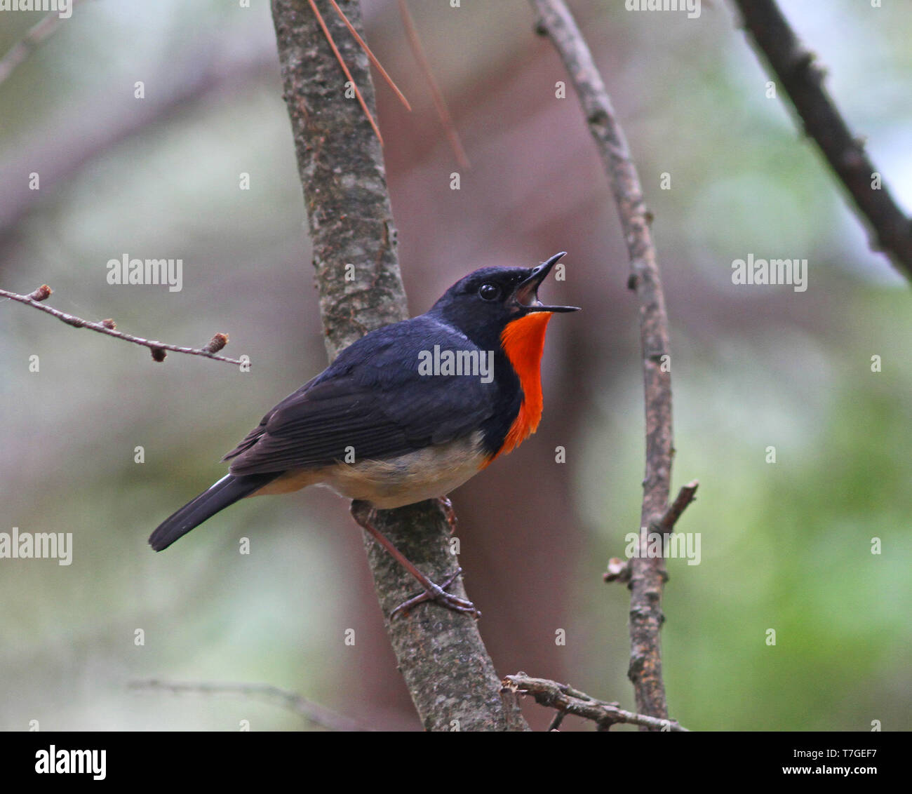 Firethroat (Luscinia pectardens) singing in a tree Stock Photo - Alamy