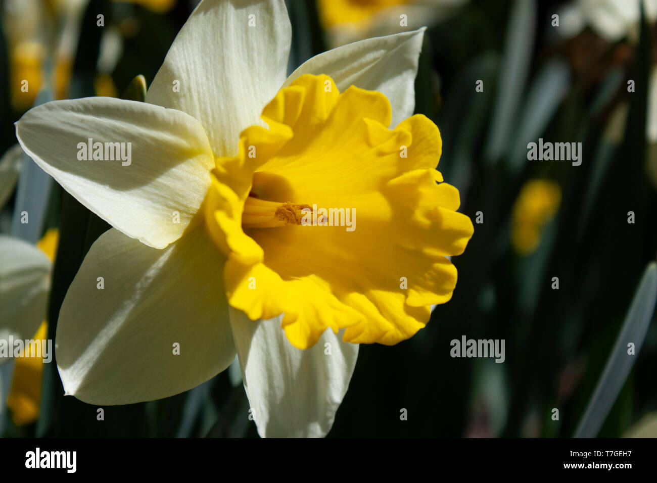 Daffodil goblet hi-res stock photography and images - Alamy
