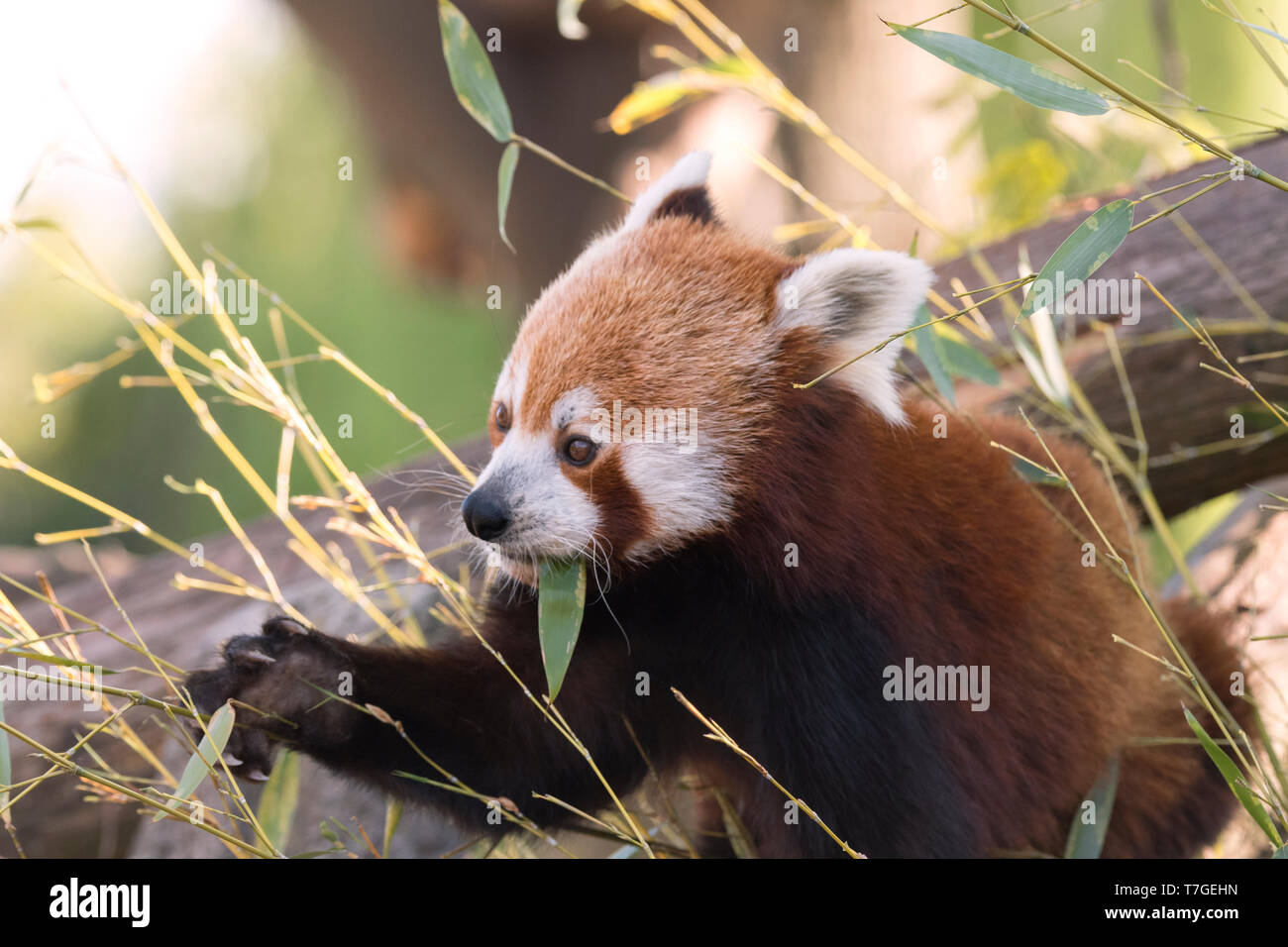 red panda on a tree while resting Stock Photo - Alamy