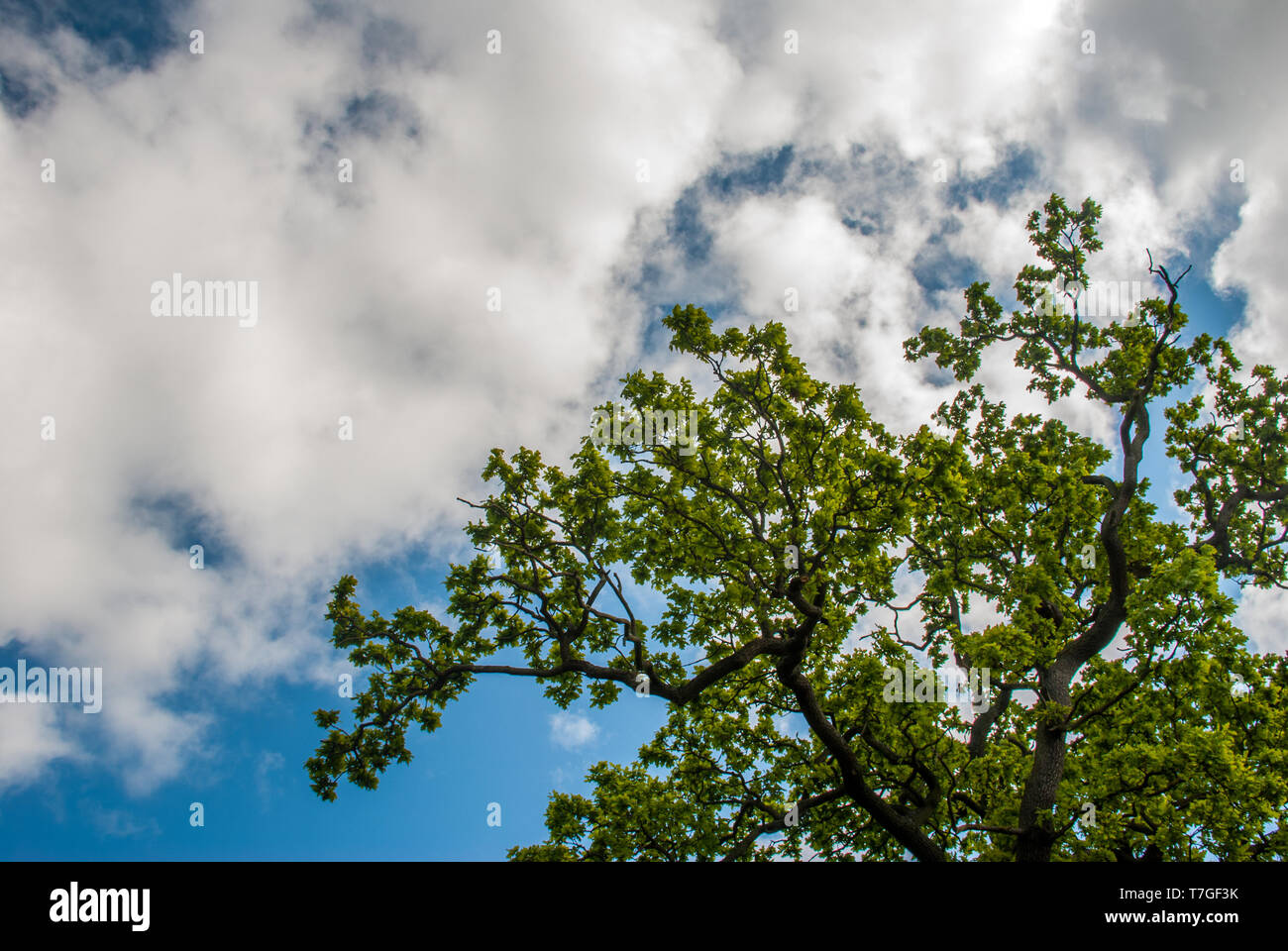 The tree opposite the blue sky, the details of the branches that are ...