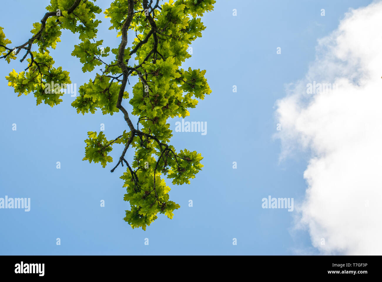 The tree opposite the blue sky, the details of the branches that are ...