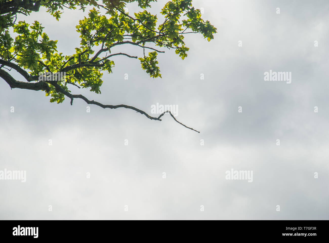 The tree opposite the blue sky, the details of the branches that are ...