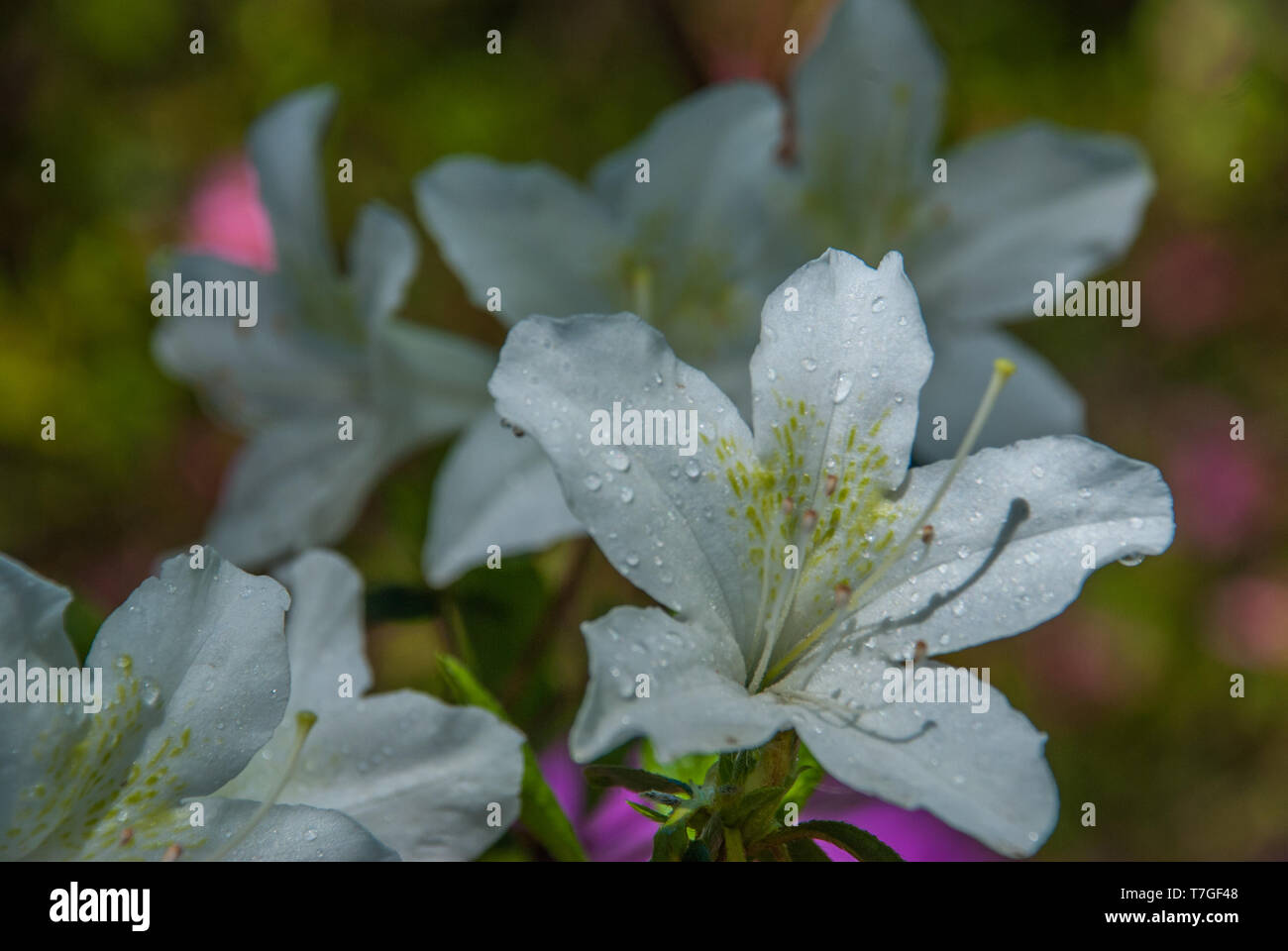 Beautiful white flowers of Azalea Japonica Palestrina (Rhododendron ...