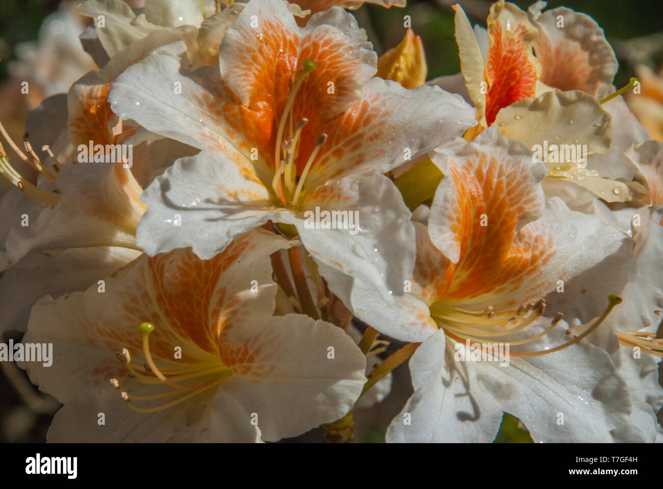 Azalea palestrina hi-res stock photography and images - Alamy