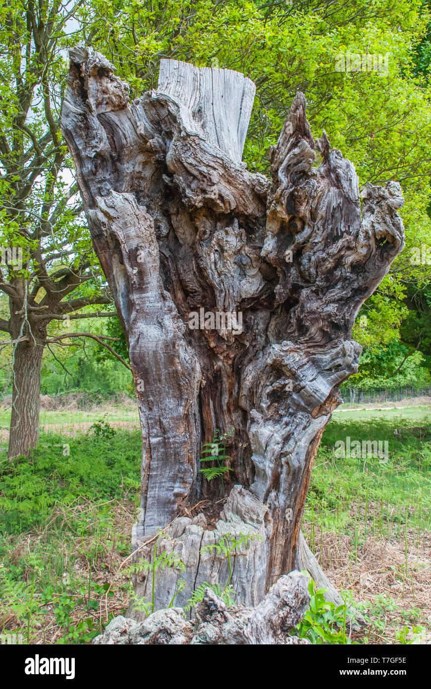 trunk of the tree. Tree age. Roots and large stems. Suitable for making ...