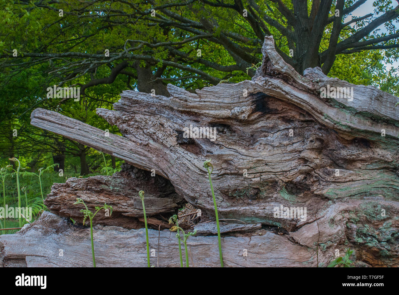 trunk of the tree. Tree age. Roots and large stems. Suitable for making ...