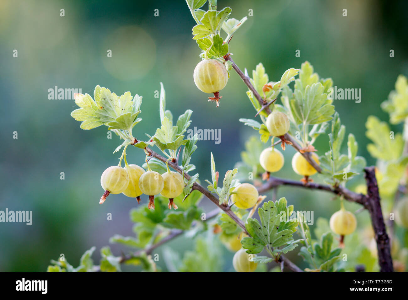 Ripe gooseberries growing on the bush in the garden with blurred green ...