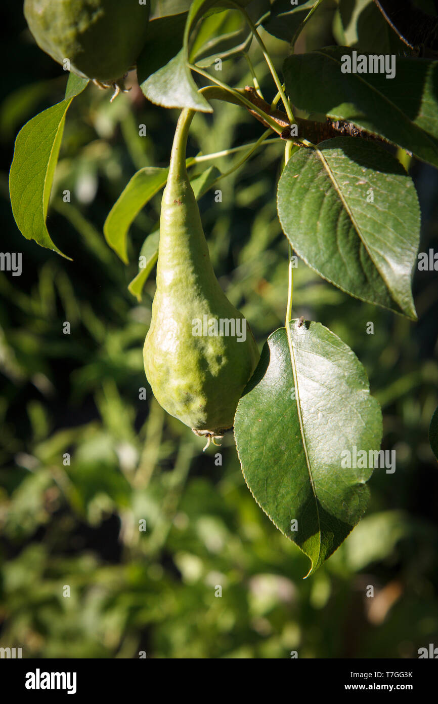 Close-up view of green unripe pear on the tree in the garden in summer ...
