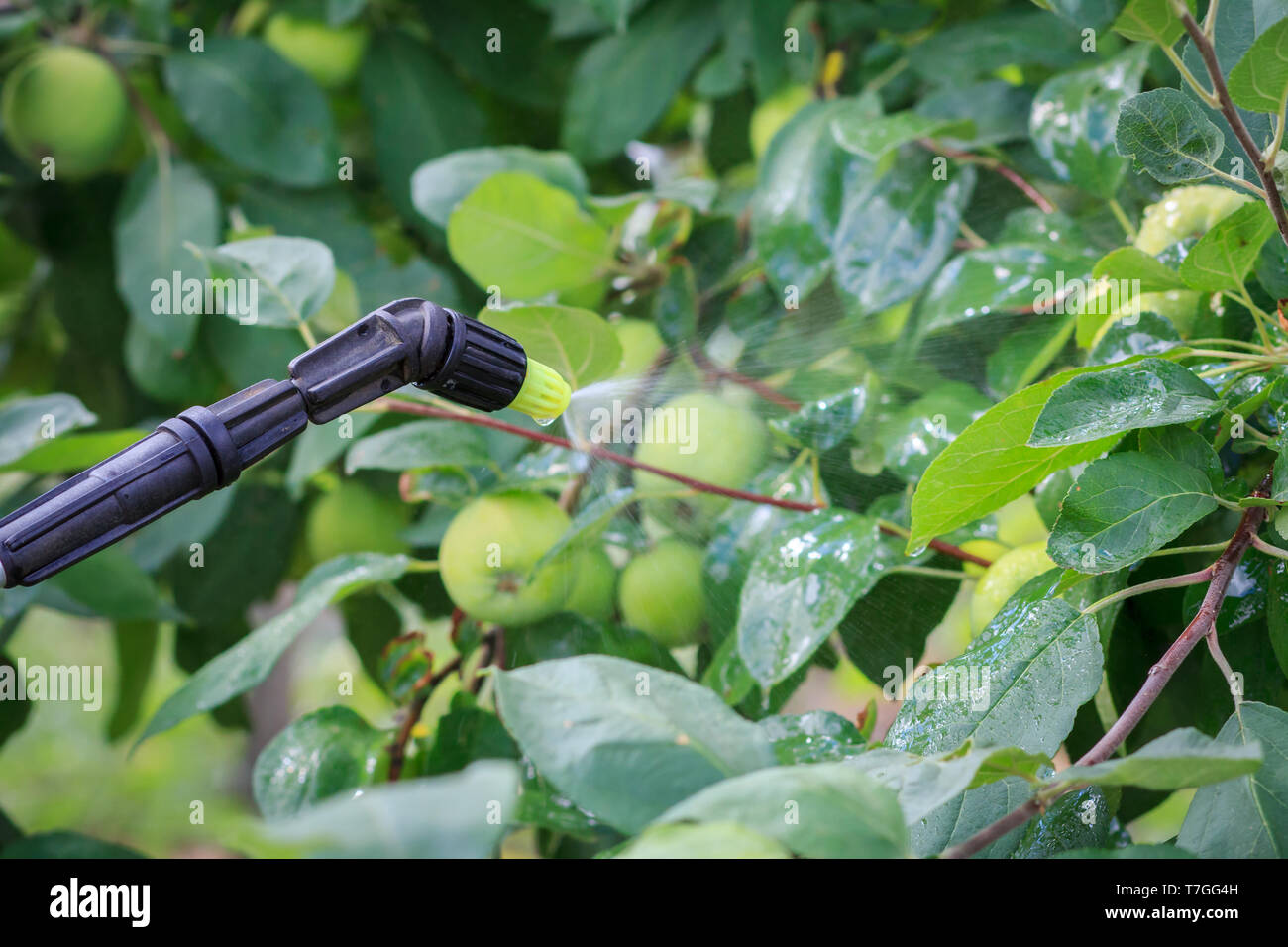 Apple tree is protected from fungal disease or vermin by pressure ...