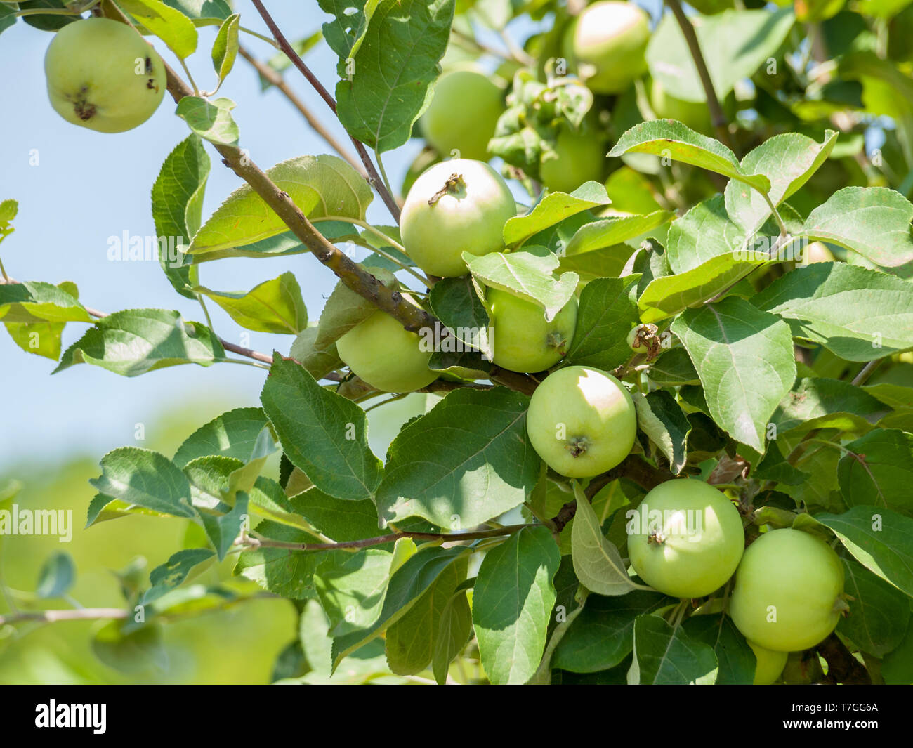 Branch of apple tree with green unripe fruits in the orchard Stock ...