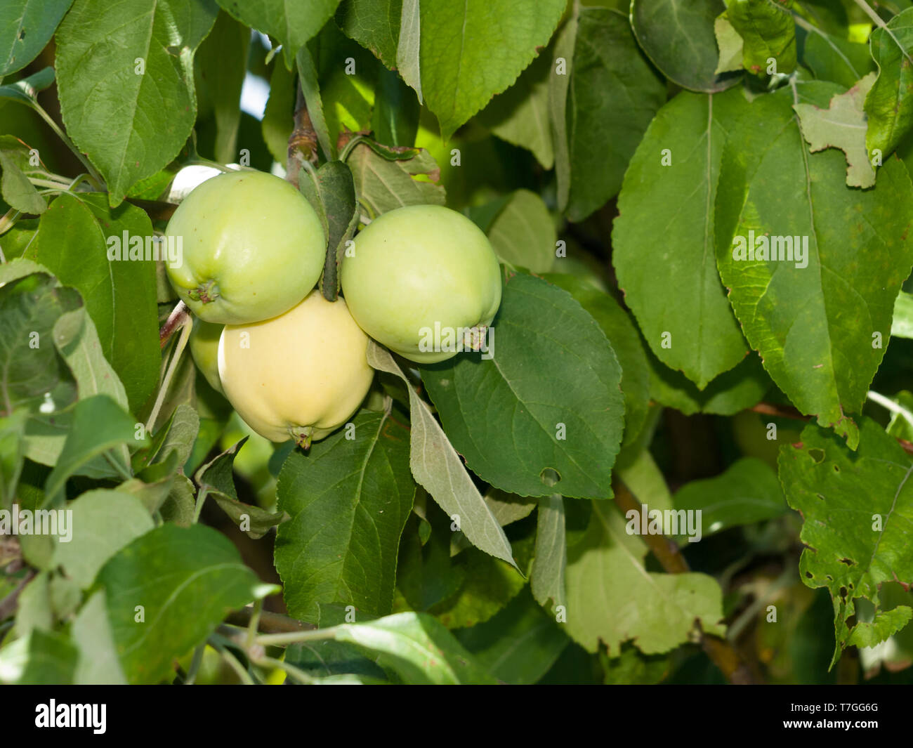 Branch of apple tree with green unripe fruits in the orchard Stock ...