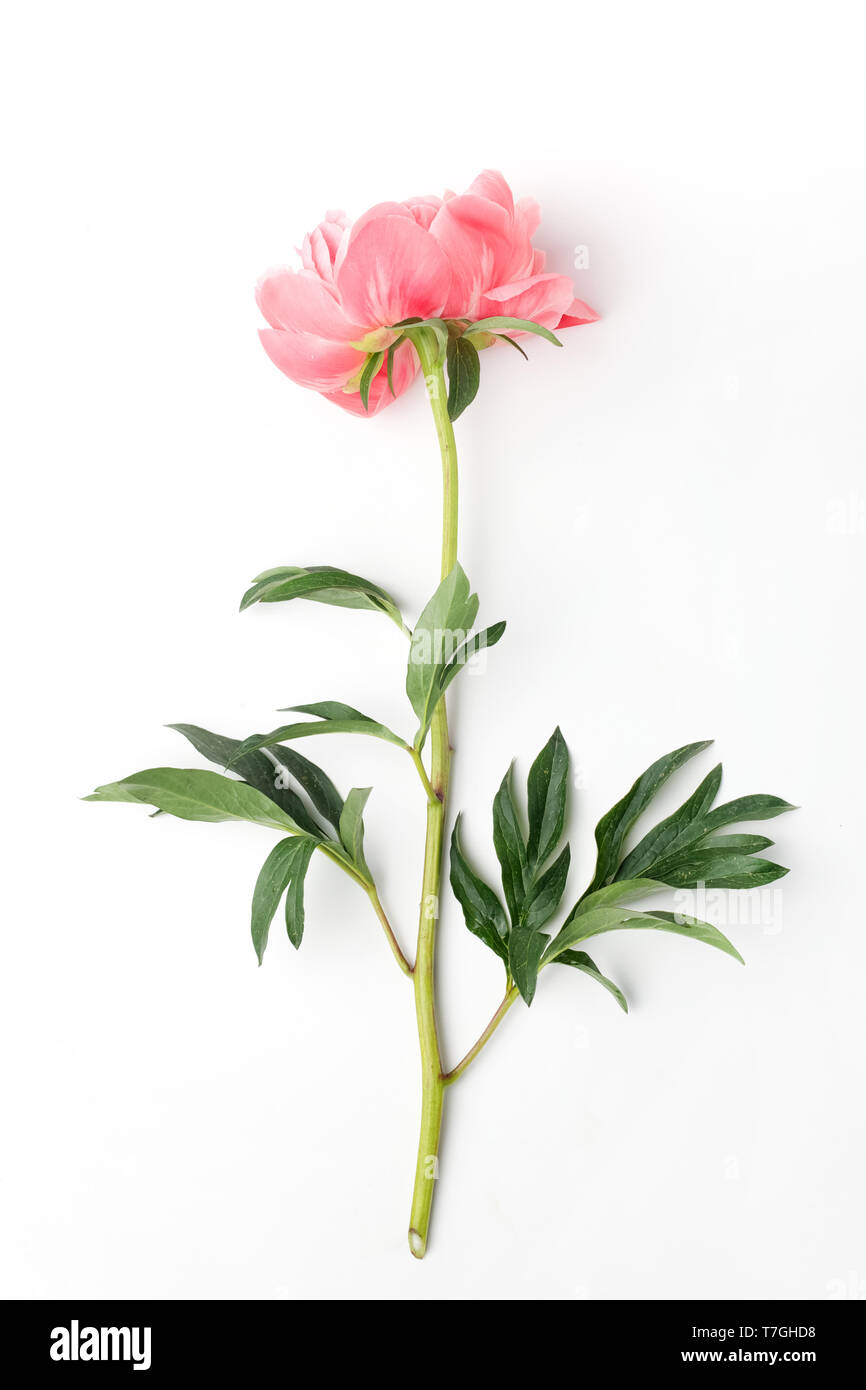 Blank banner in garden Cut Out Stock Images & Pictures - Alamy