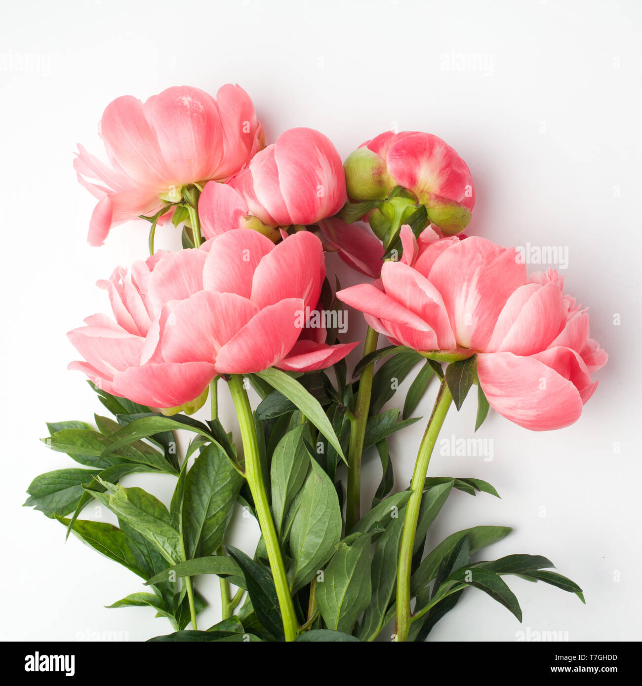 bouquet of fresh peonies on a white background in the center of the ...