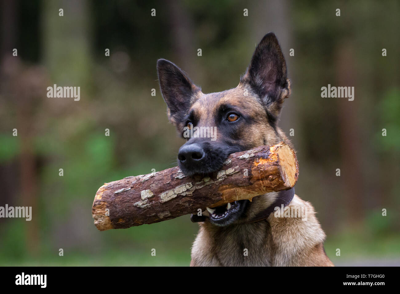 Holding wooden stick hi-res stock photography and images - Alamy Holding wooden stick hi-res stock photography and images - Alamy