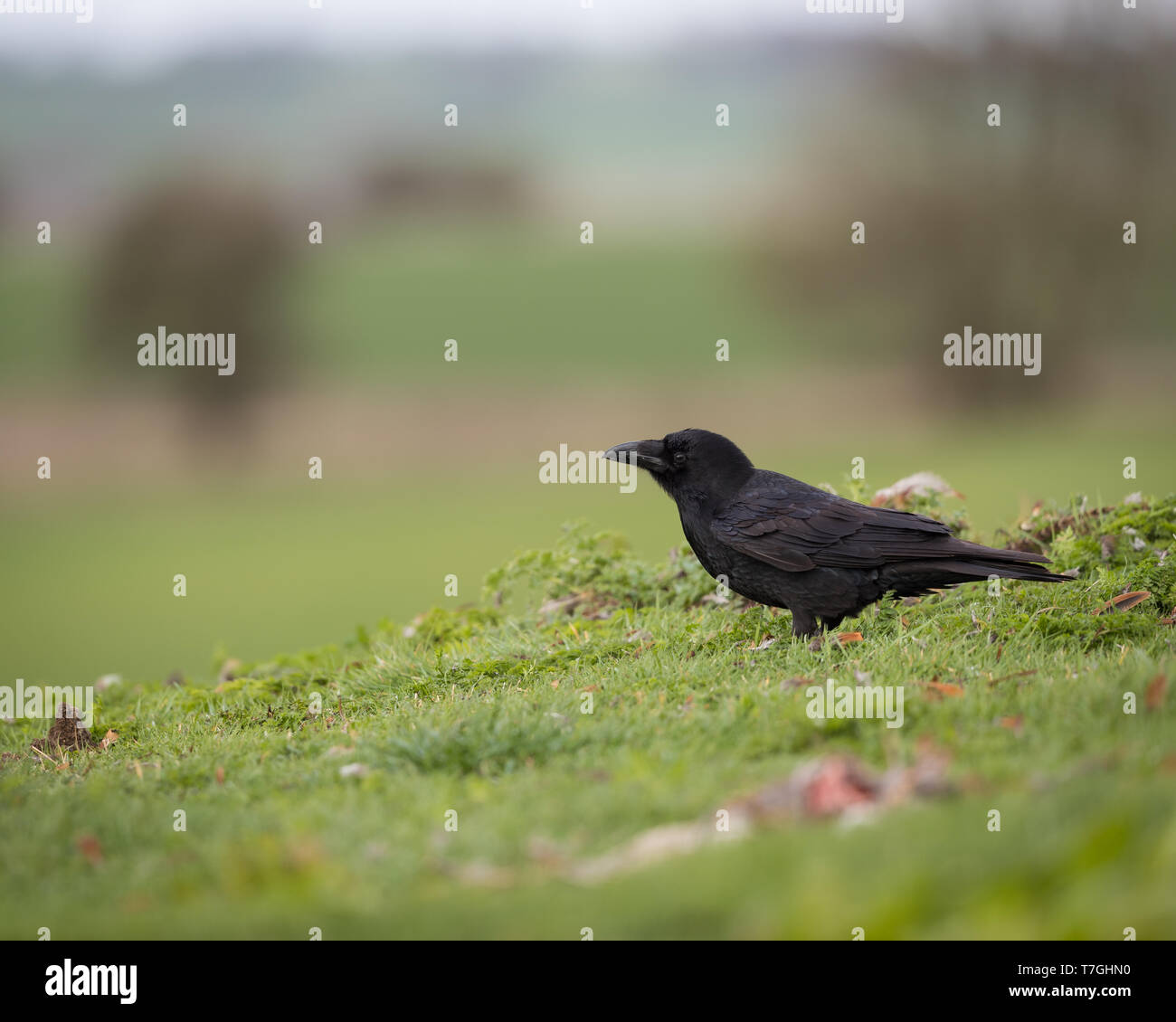 Beauty of raven hi-res stock photography and images - Alamy