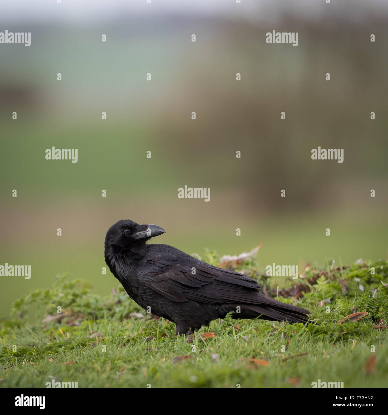 Beauty of raven hi-res stock photography and images - Alamy