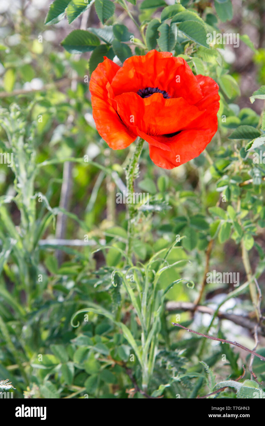 Red poppy in the summer garden. Close-up of the flower with blurred ...