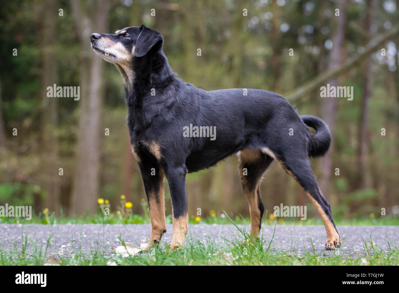 Österreichischer Pinscher - Austrian Pinscher Stock Photo - Alamy