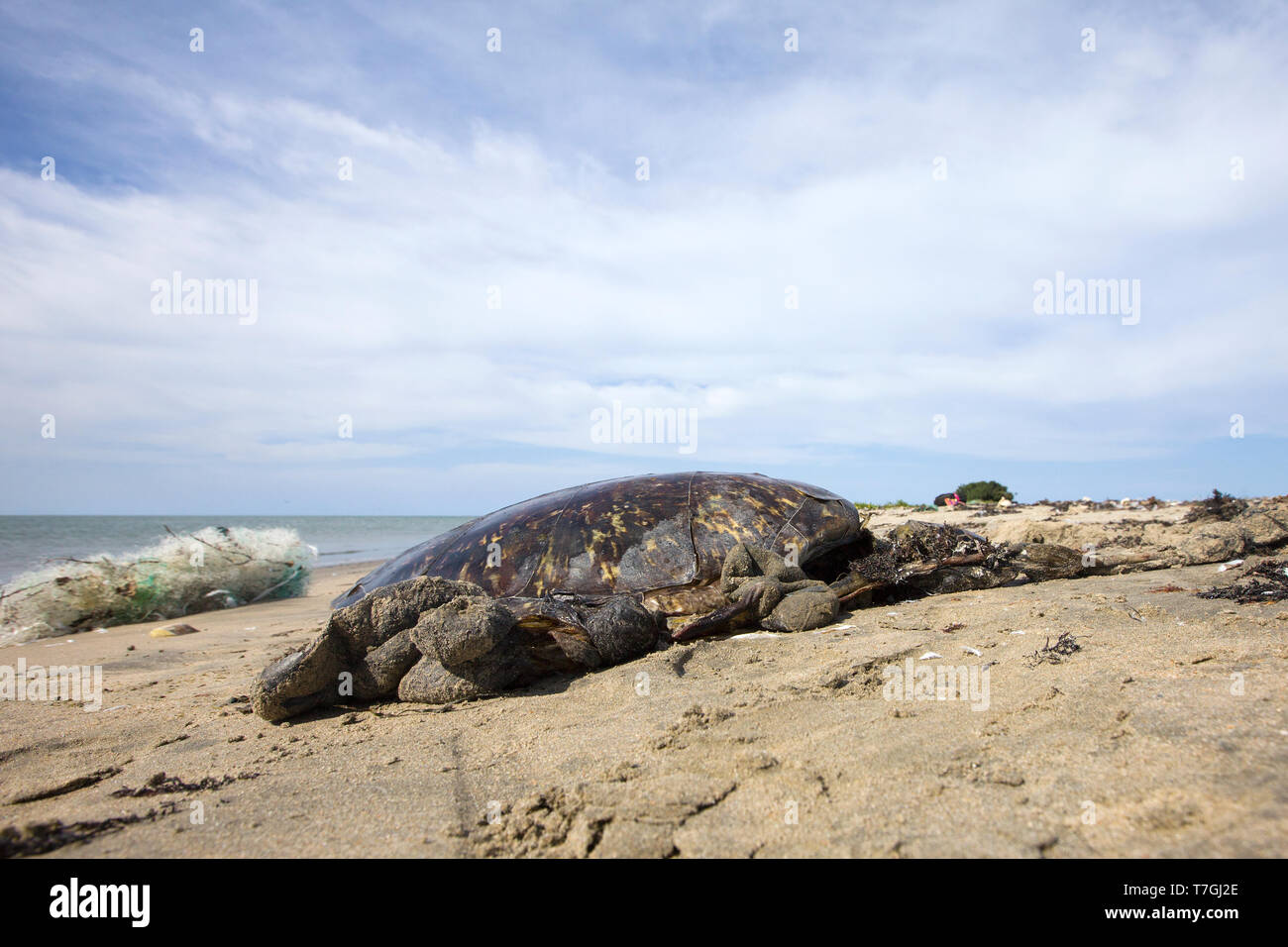 Dead sea turtle washed up on the beach Stock Photo - Alamy