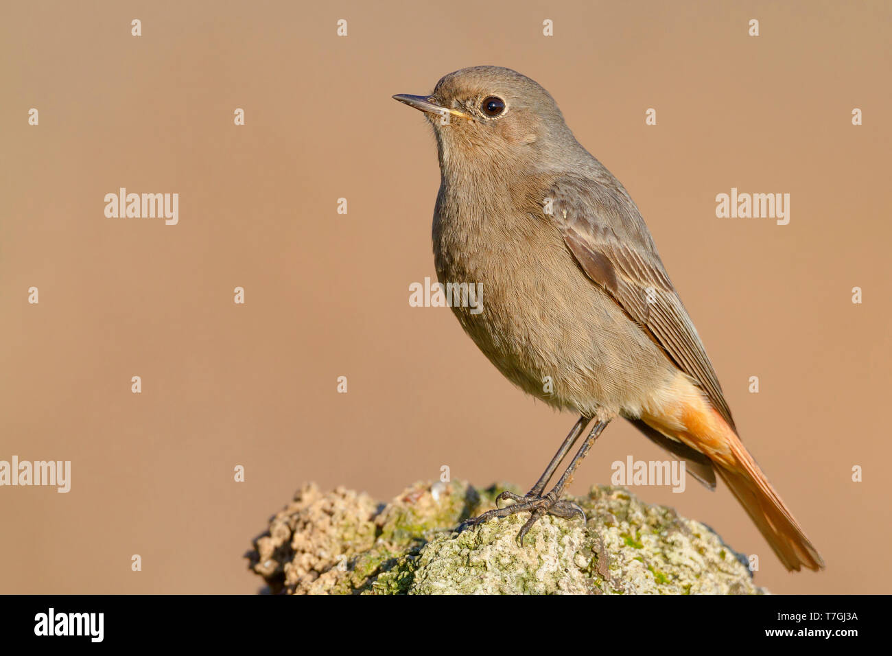 Female black redstart hi-res stock photography and images - Alamy