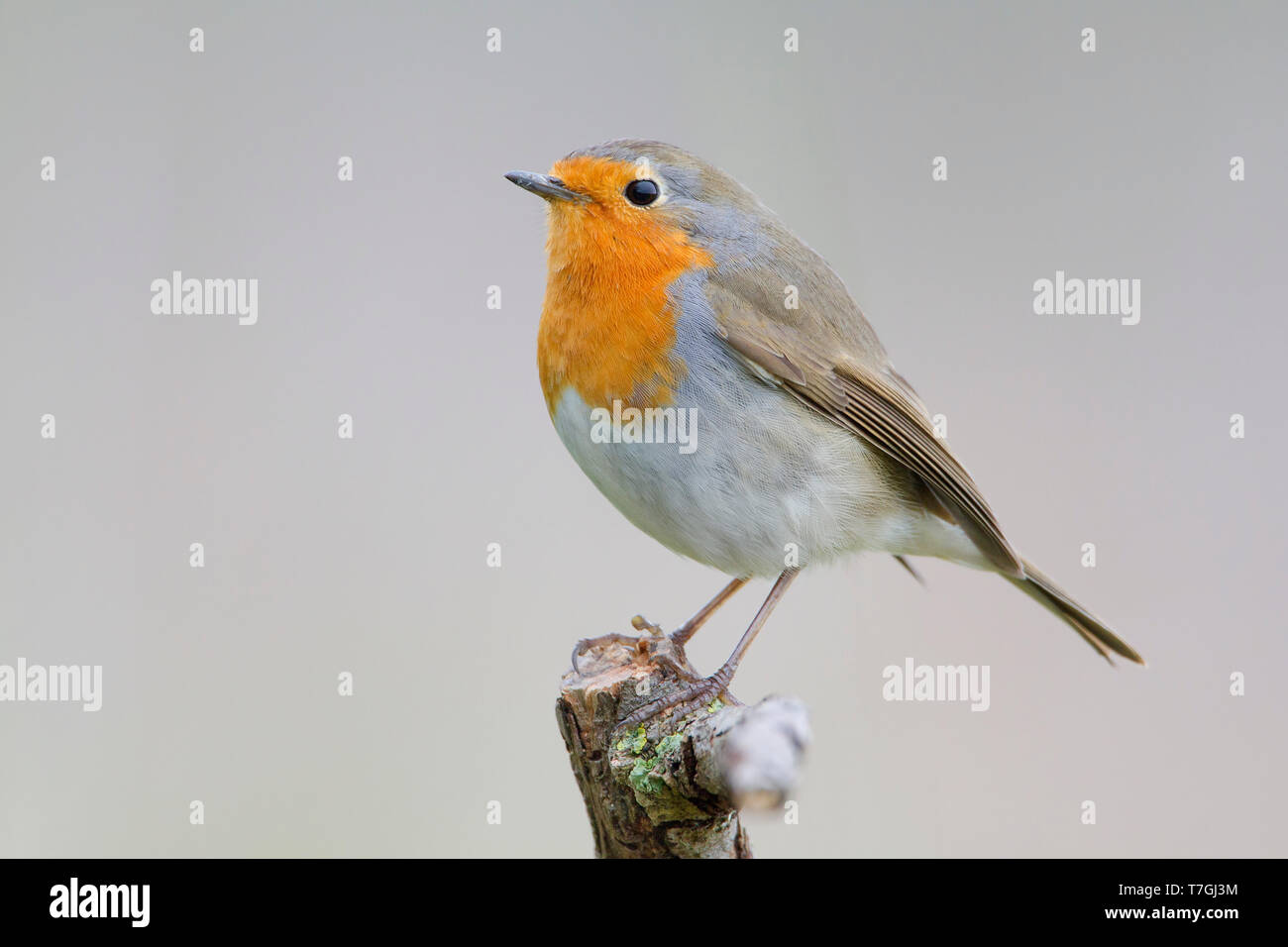 European Robin, perched on a branch, Campania, Italy (Erithacus ...