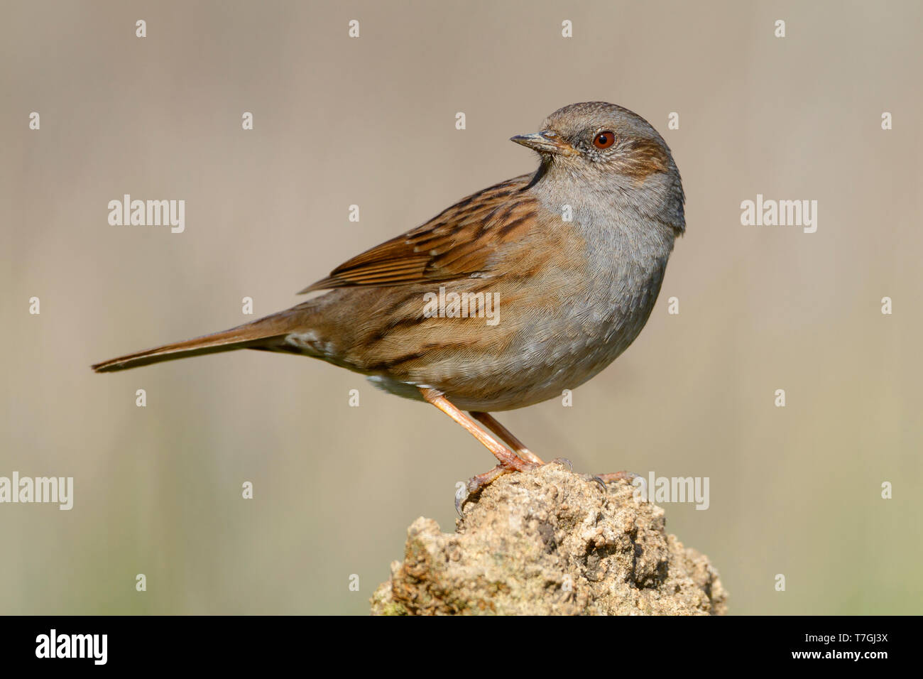 Dunnocks hi-res stock photography and images - Alamy