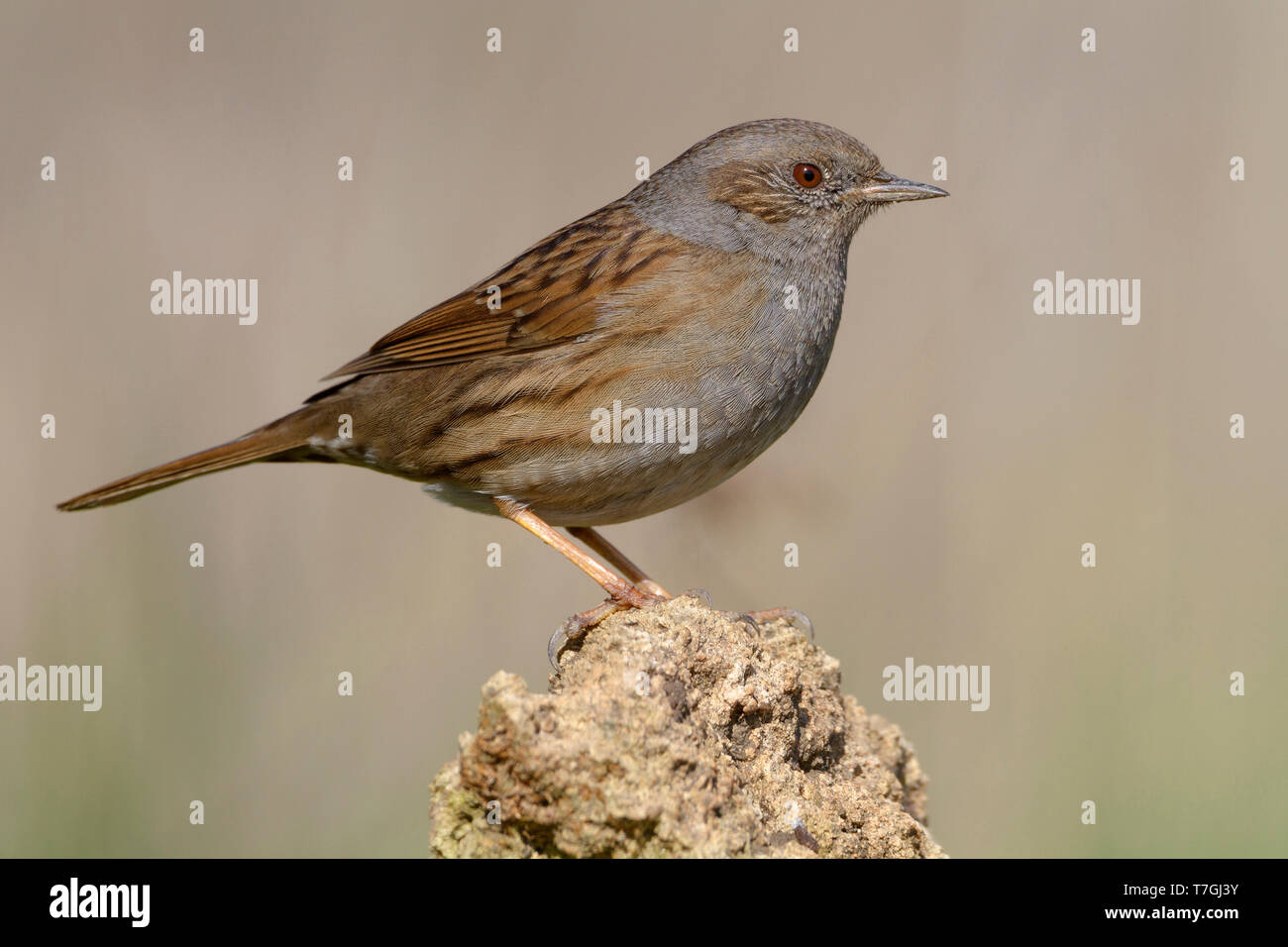 Dunnocks hi-res stock photography and images - Alamy
