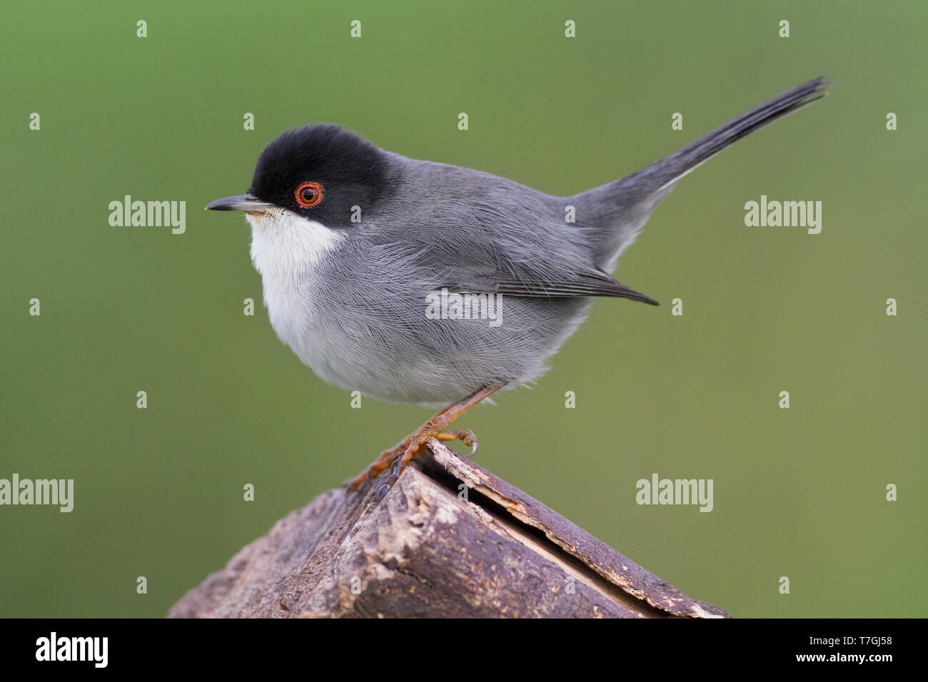 Sardinian Warbler, Sylvia melanocephala Stock Photo - Alamy