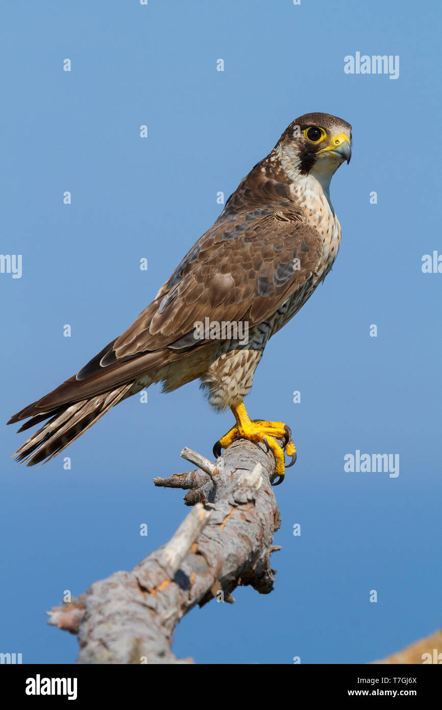 Falco pellegrino hi-res stock photography and images - Alamy