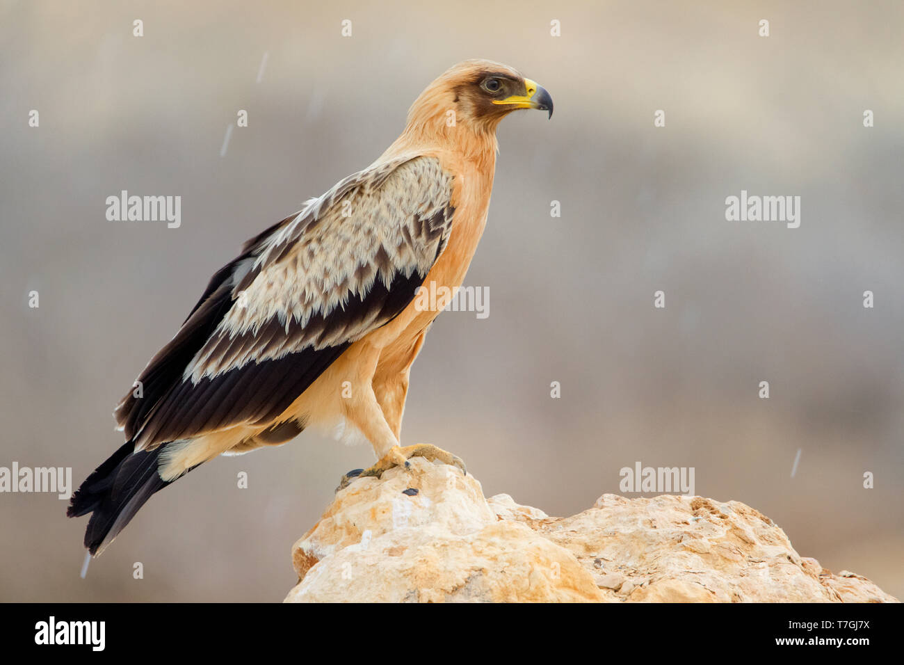 Greater Spotted Eagle