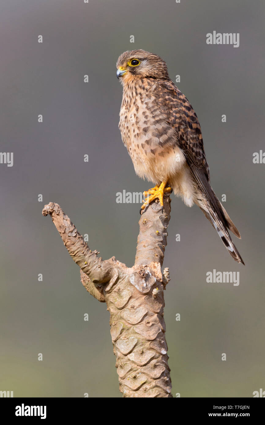 Falco tinnunculus neglectus hi-res stock photography and images - Alamy