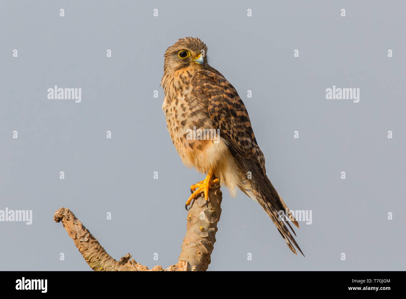 Neglected Kestrel, Sao Nicolau, Cape Verde (Falco tinnunculus neglectus ...