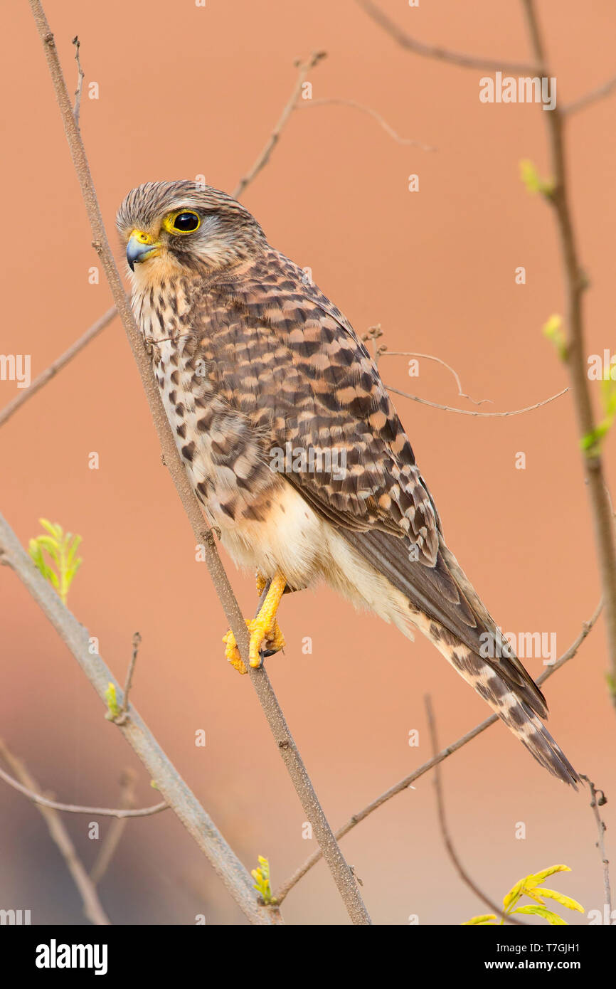Neglected Kestrel, Sao Nicolau, Cape Verde (Falco tinnunculus neglectus ...