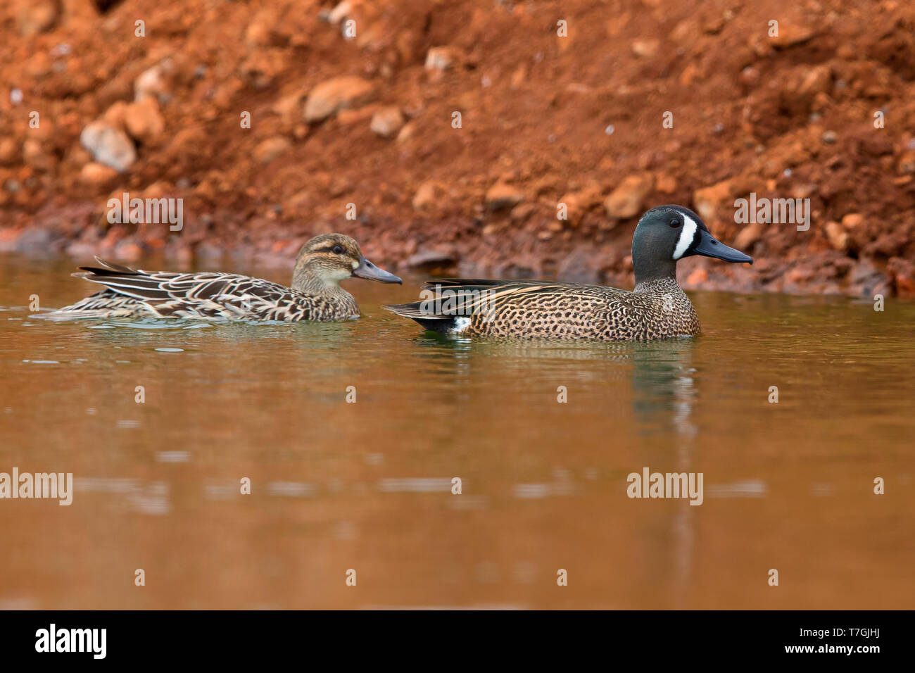 Garganey female duck hi-res stock photography and images - Alamy