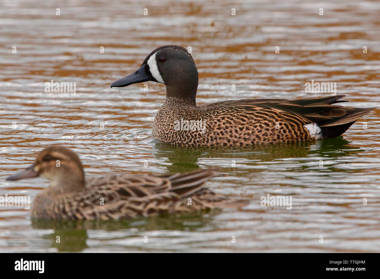 Blue-winged Teal, male, Garganey, female, Boavista, Cape Verde (Anas ...