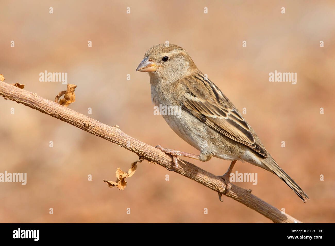 Spanish Sparrow, Female, Santiago, Cape Verde (Passer hispaniolensis ...