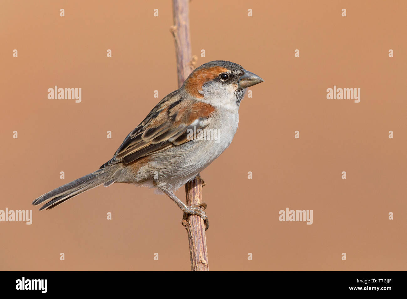 Passer iagoensis hi-res stock photography and images - Alamy
