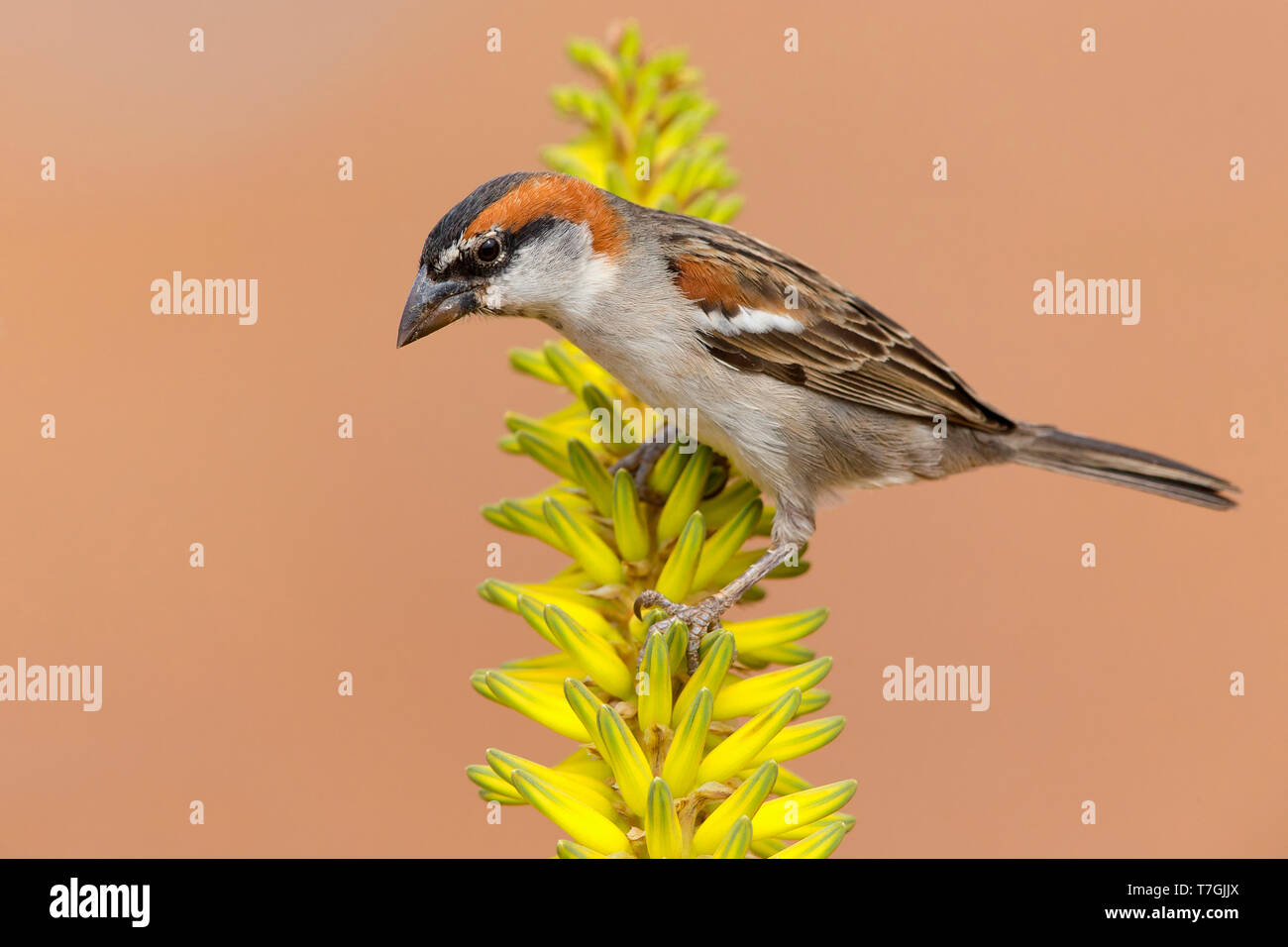 Passero verde hi-res stock photography and images - Alamy