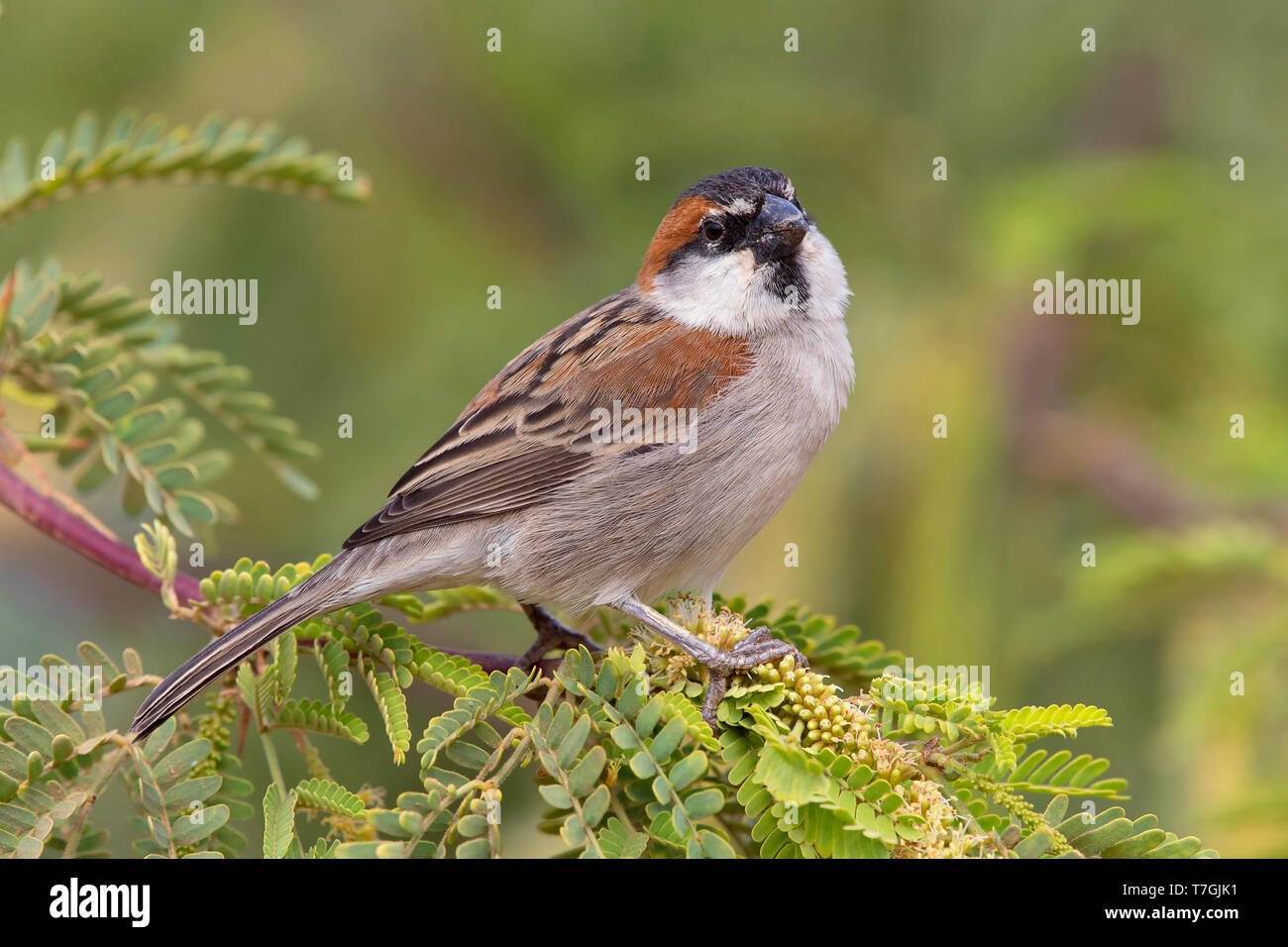 Iago Sparrows High Resolution Stock Photography and Images - Alamy