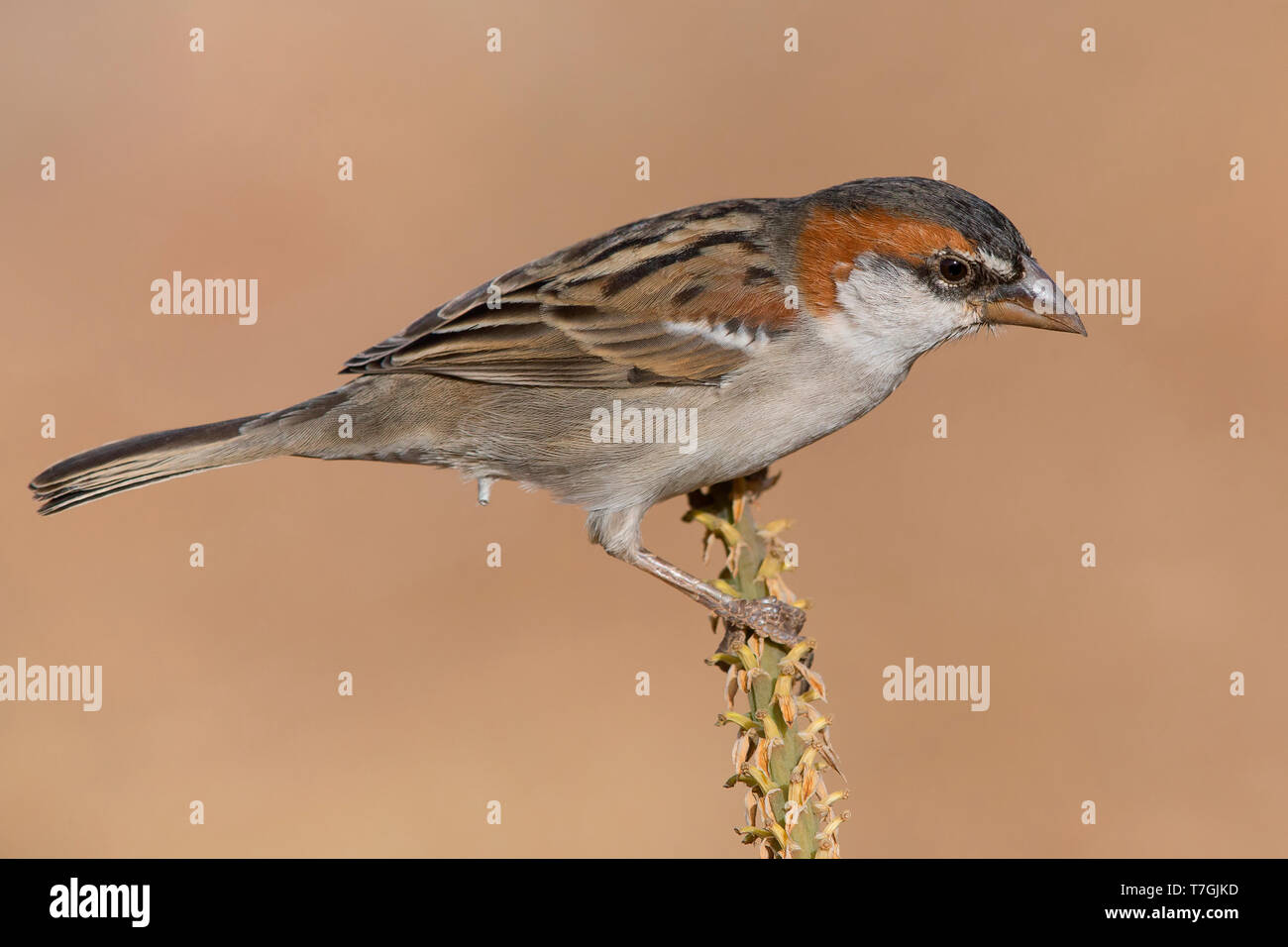 Iago Sparrows High Resolution Stock Photography and Images - Alamy