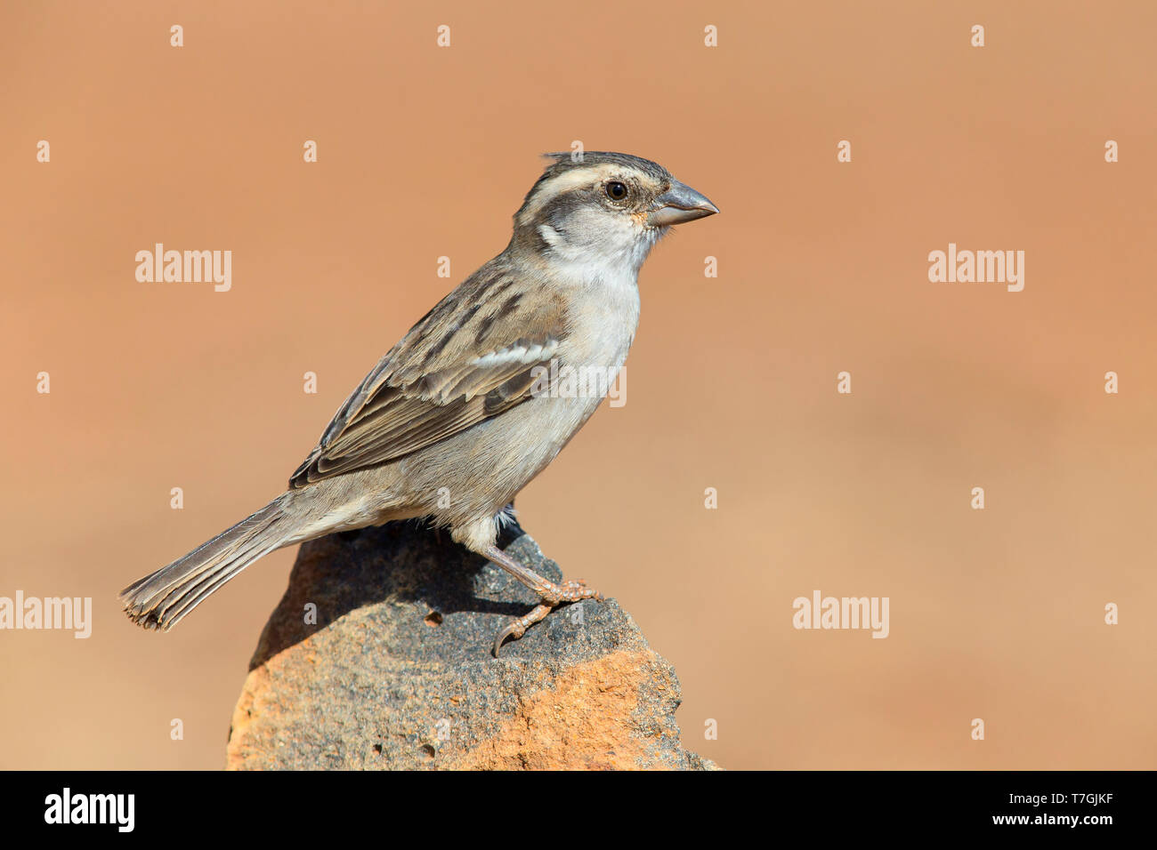 Iago Sparrows High Resolution Stock Photography and Images - Alamy
