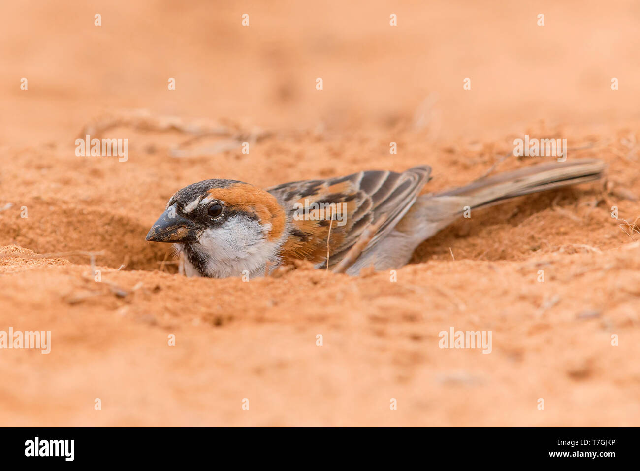Passero verde hi-res stock photography and images - Alamy