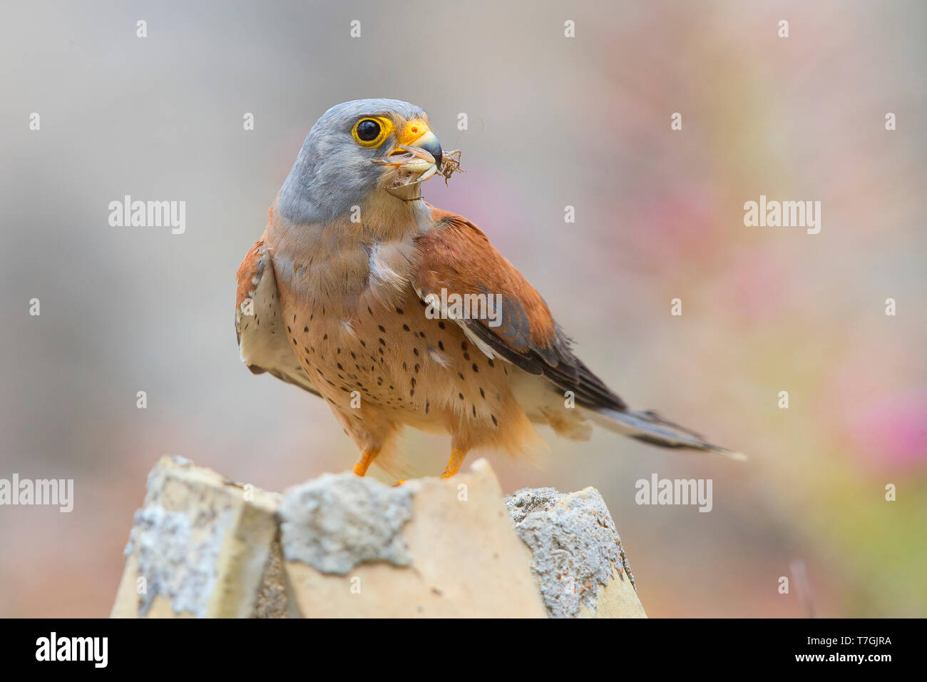 Italy falconidae hi-res stock photography and images - Alamy